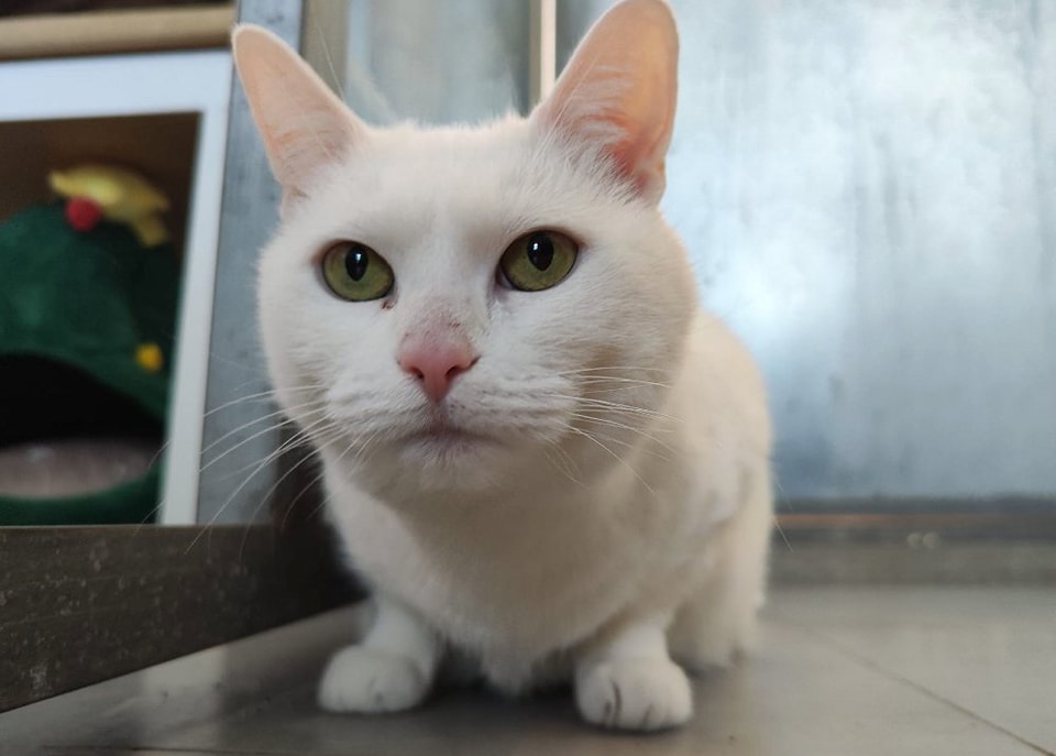 Gatto abbandonato nel trasportino e calato nel rifugio Enpa con una ...