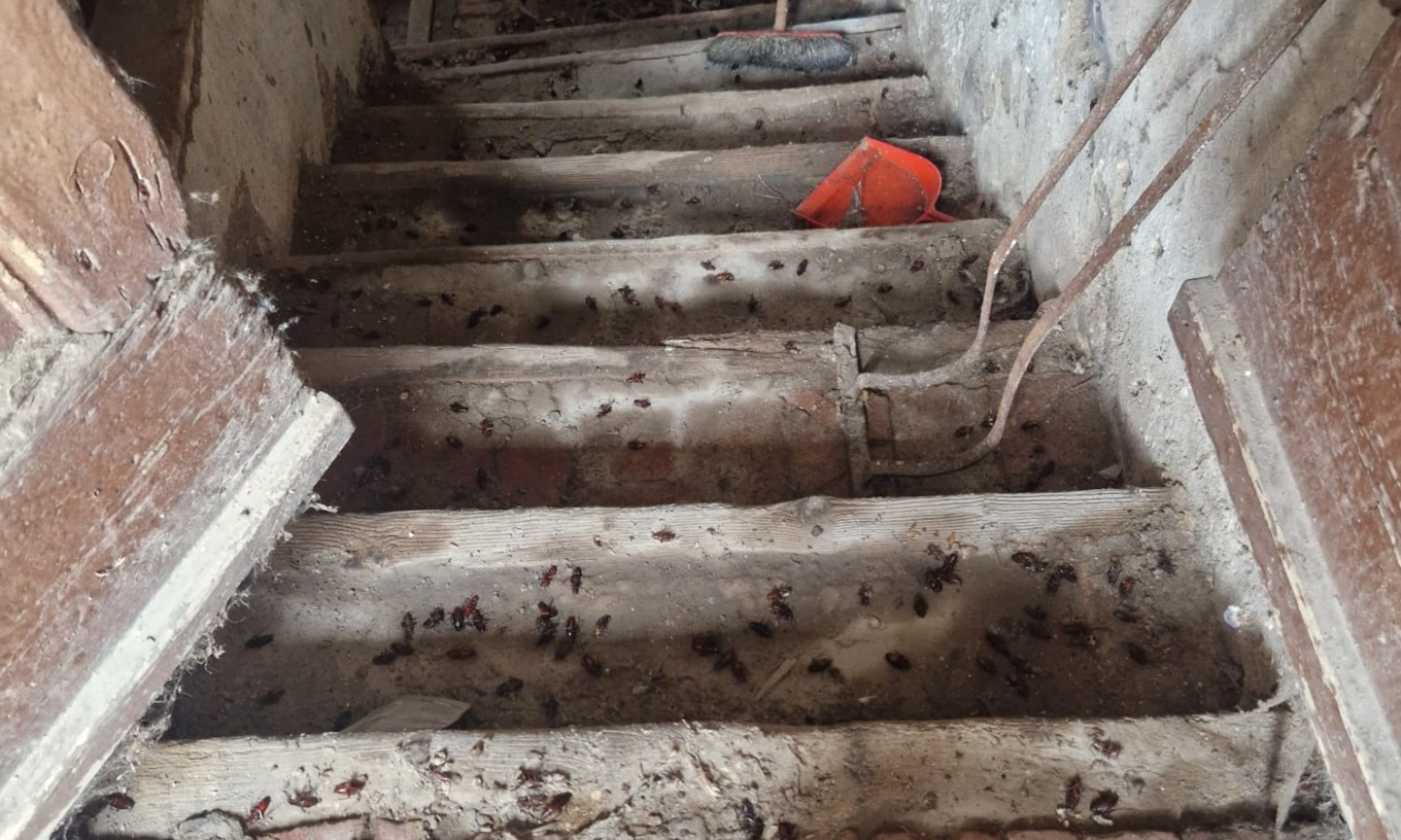 Scarafaggi, topi e carcasse nelle case comunali: residenti in lotta contro il degrado - Prima la ...