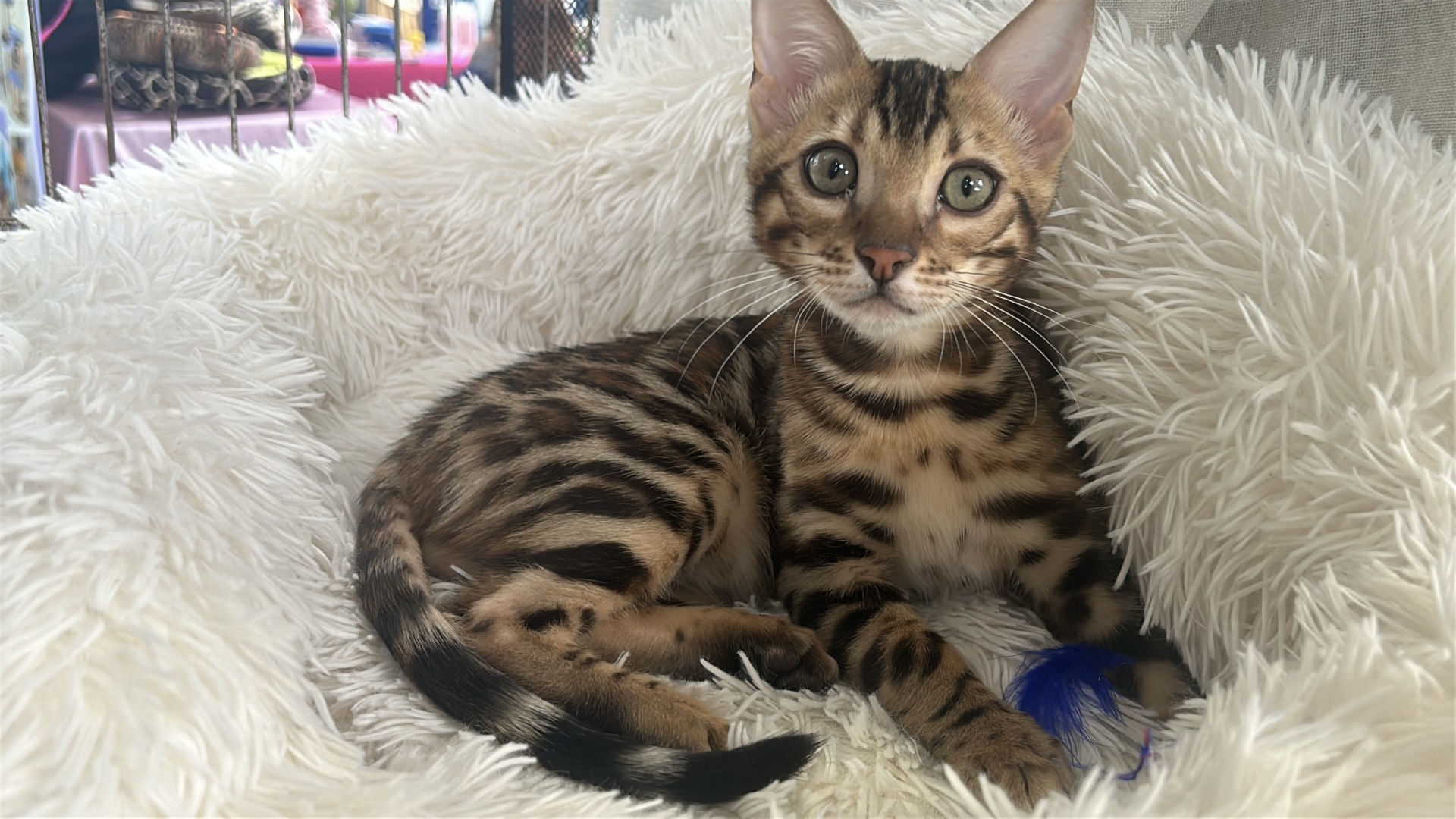 L'invasione delle fusa: al Milano Cat show 2026 trionfa l'eleganza ...